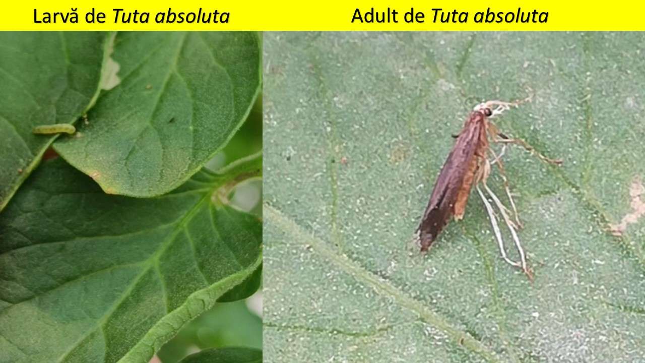 Naturevo