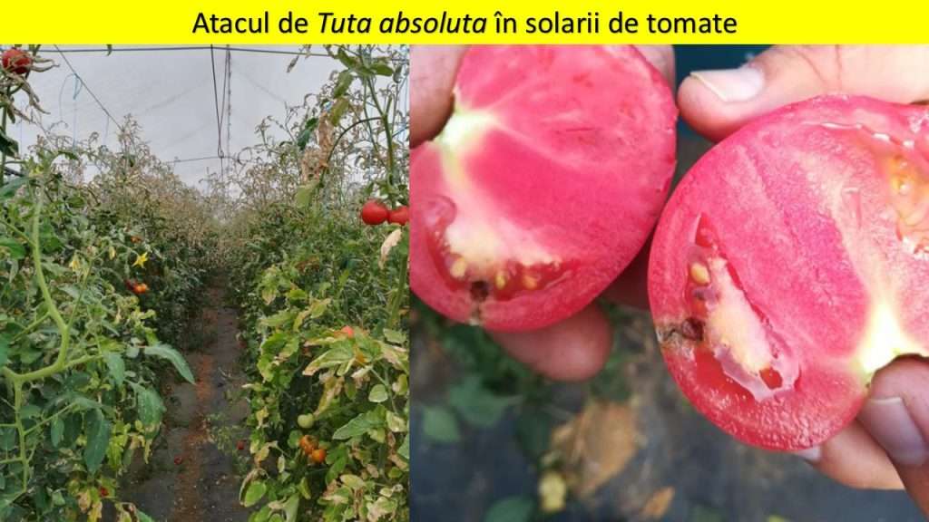 Naturevo